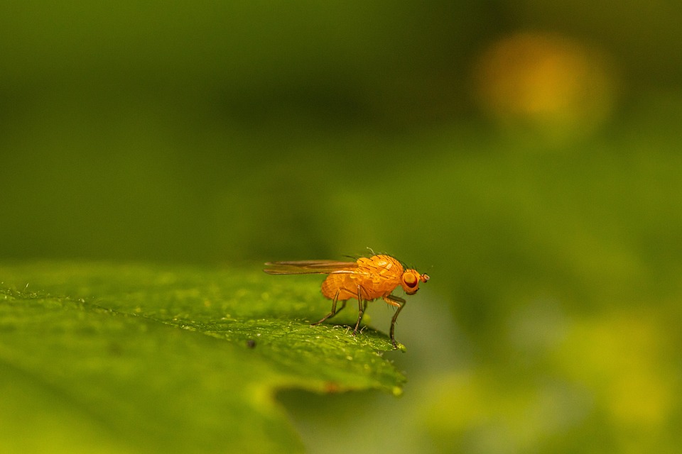 Volar Compuesto Grande - Foto gratis en Pixabay