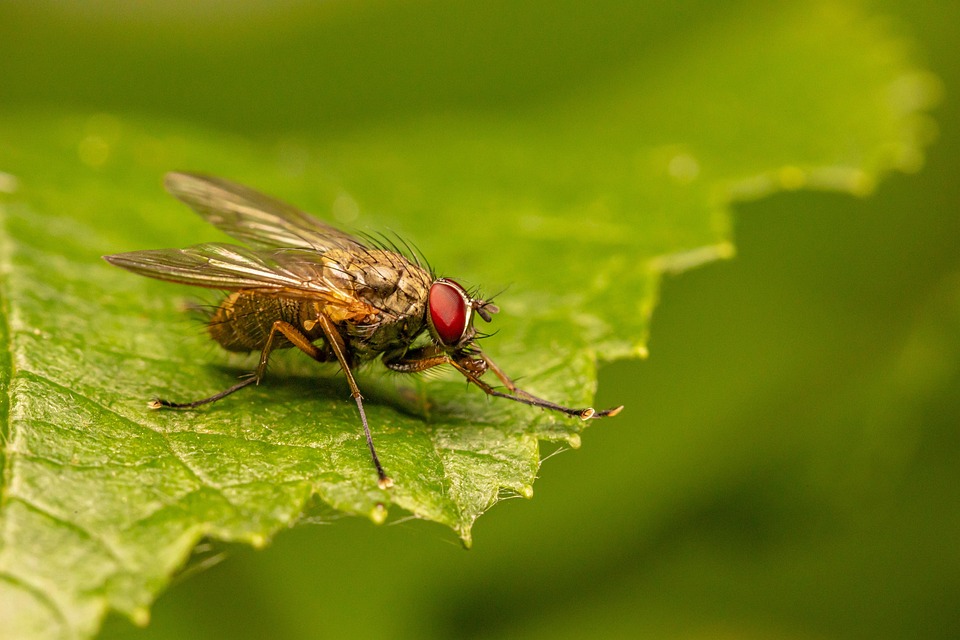 Volar Compuesto Grande - Foto gratis en Pixabay