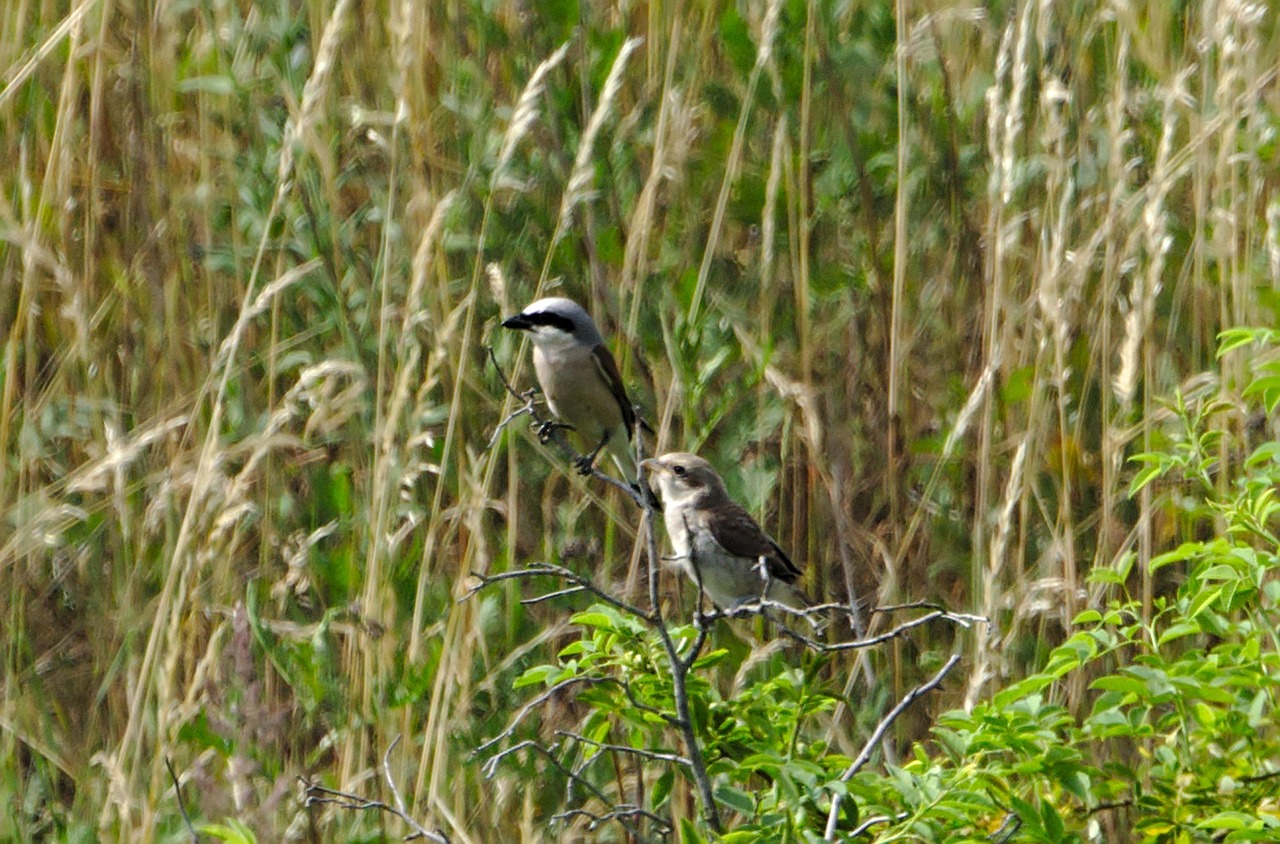 Red Backs Redback Shrike Cub Young - Free photo on Pixabay - Pixabay
