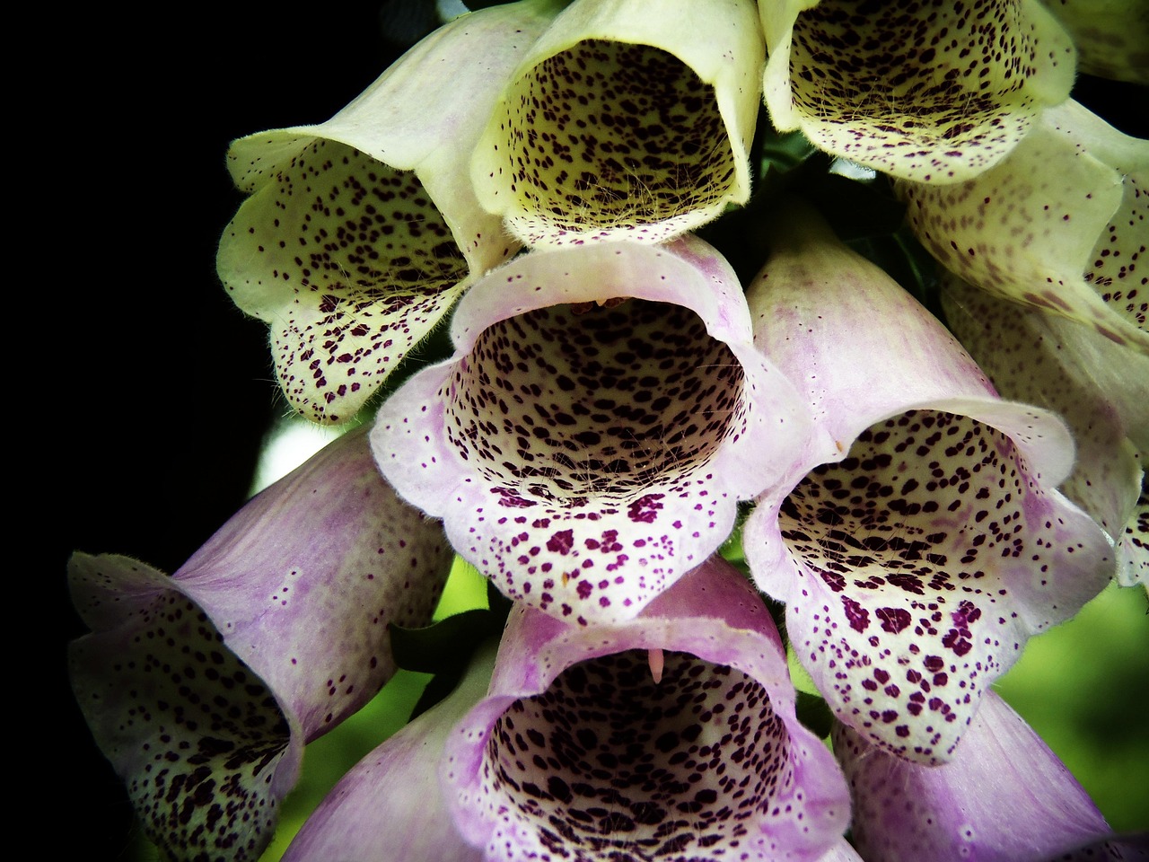 Foxglove Digitalis Flower - Free photo on Pixabay