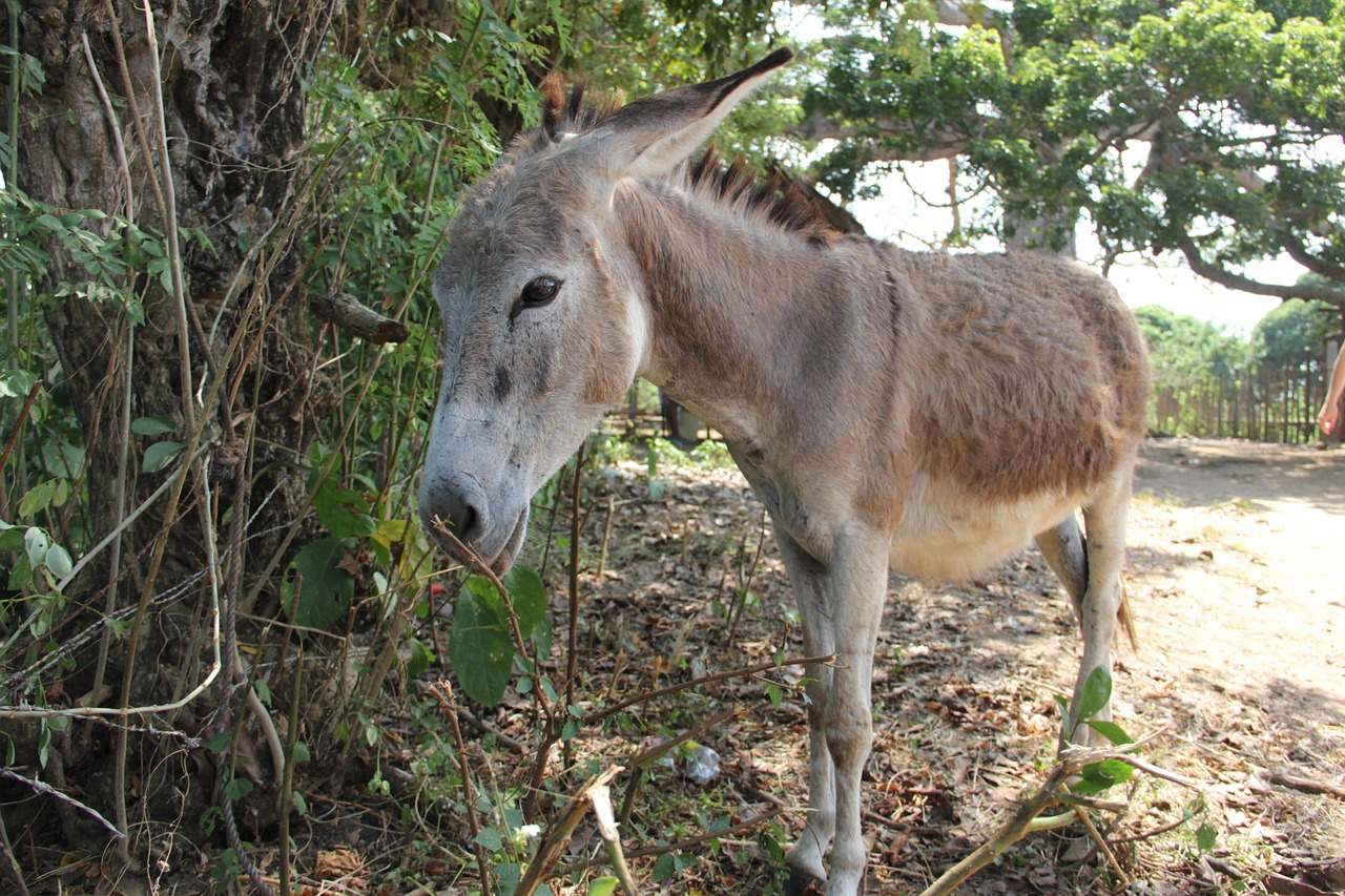 Donkey Animal Tropical - Free photo on Pixabay - Pixabay