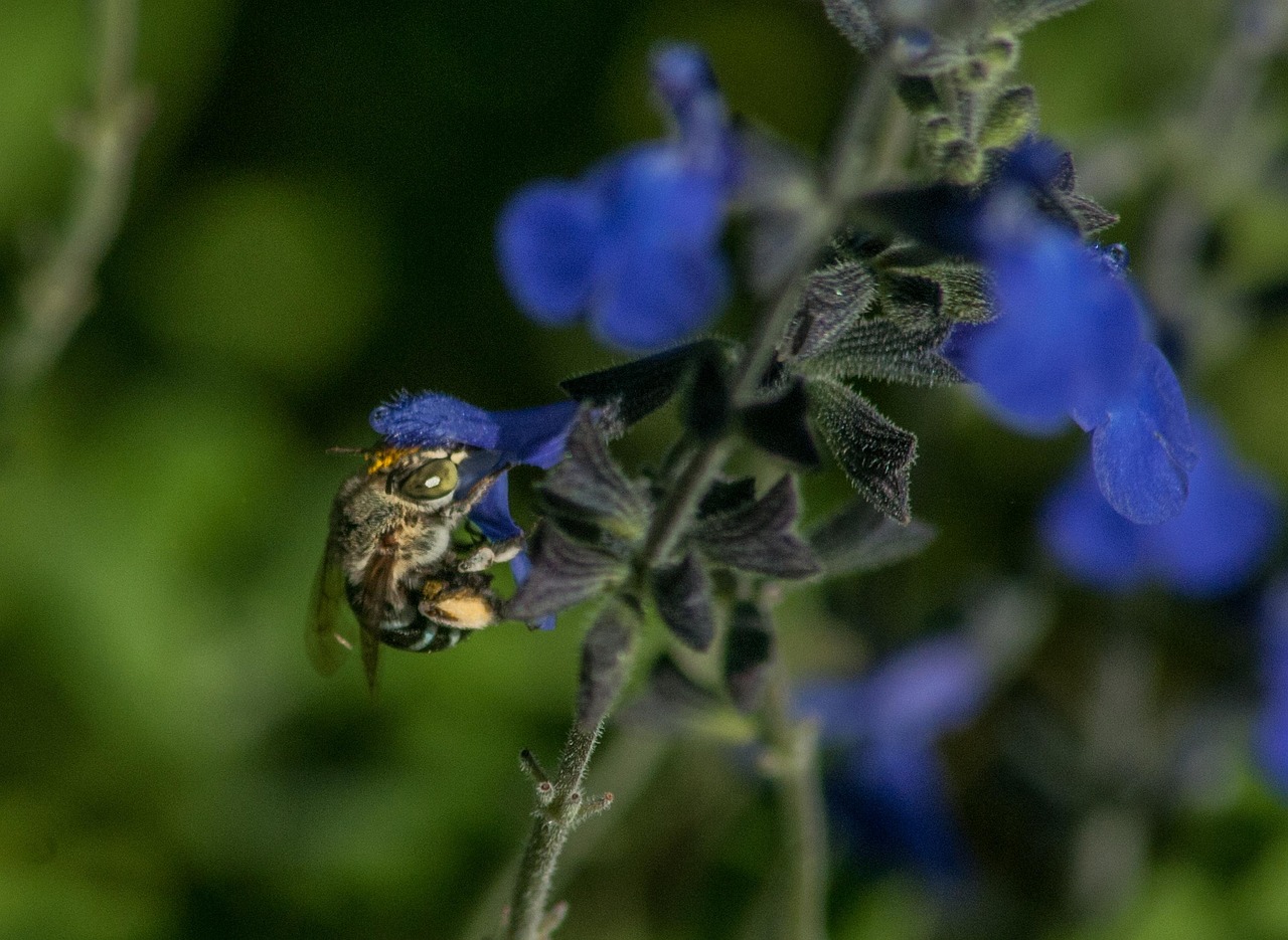 Azul Primavera Bloom El - Foto gratis en Pixabay - Pixabay