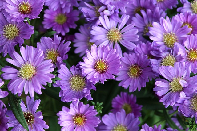 Kukka Violetti Puutarha - Ilmainen valokuva Pixabayssa - Pixabay