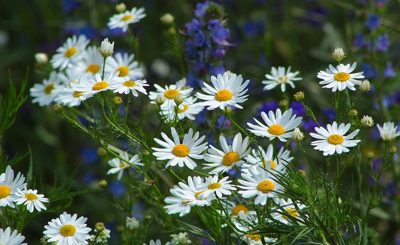 Nature Plants Flowers Free Photo On Pixabay Pixabay