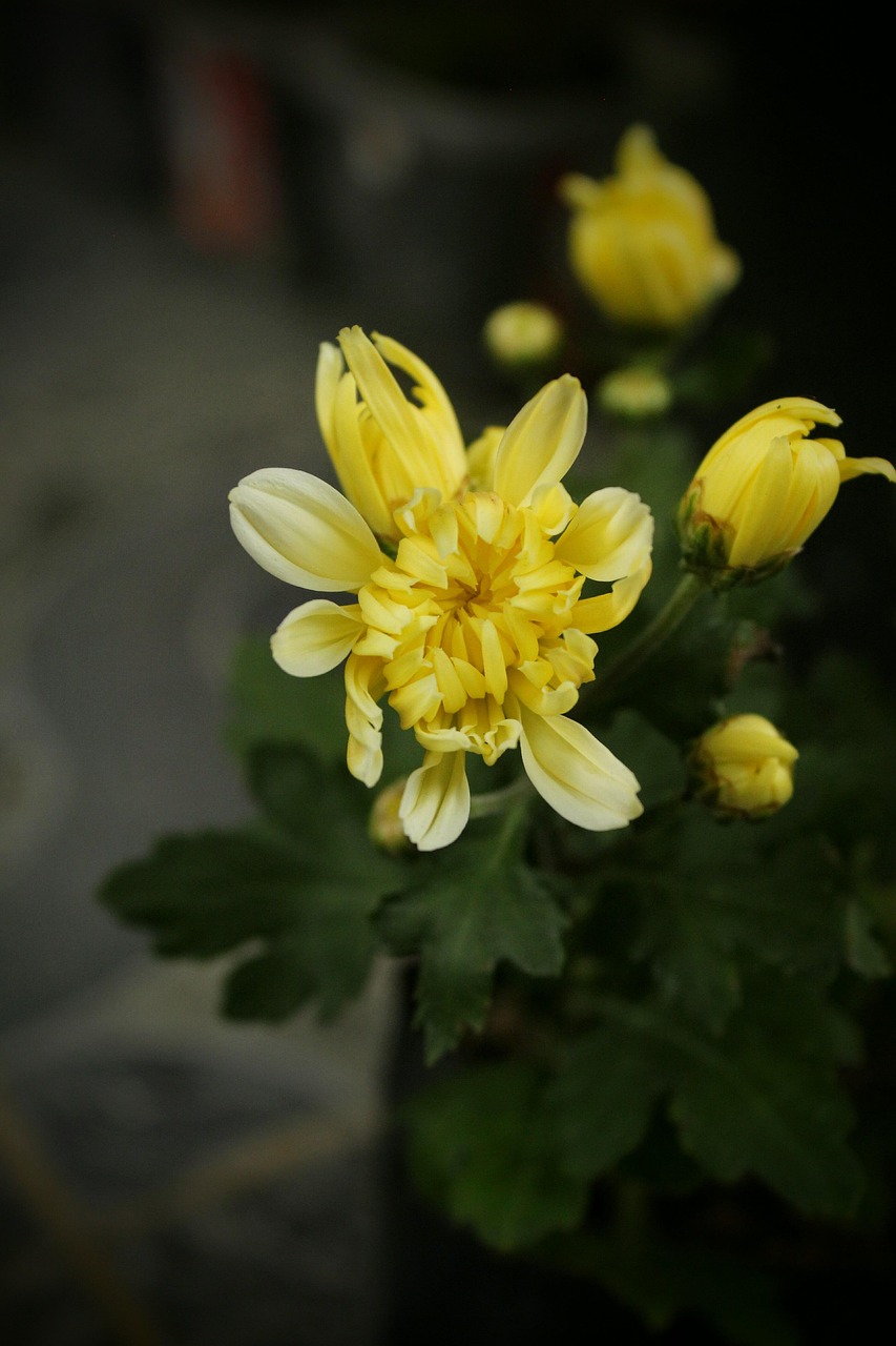 Chrysanthemum Flowers Macro - Free photo on Pixabay