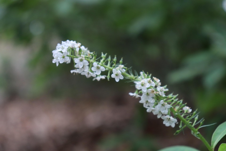 Flower Close Up Nature - Free photo on Pixabay