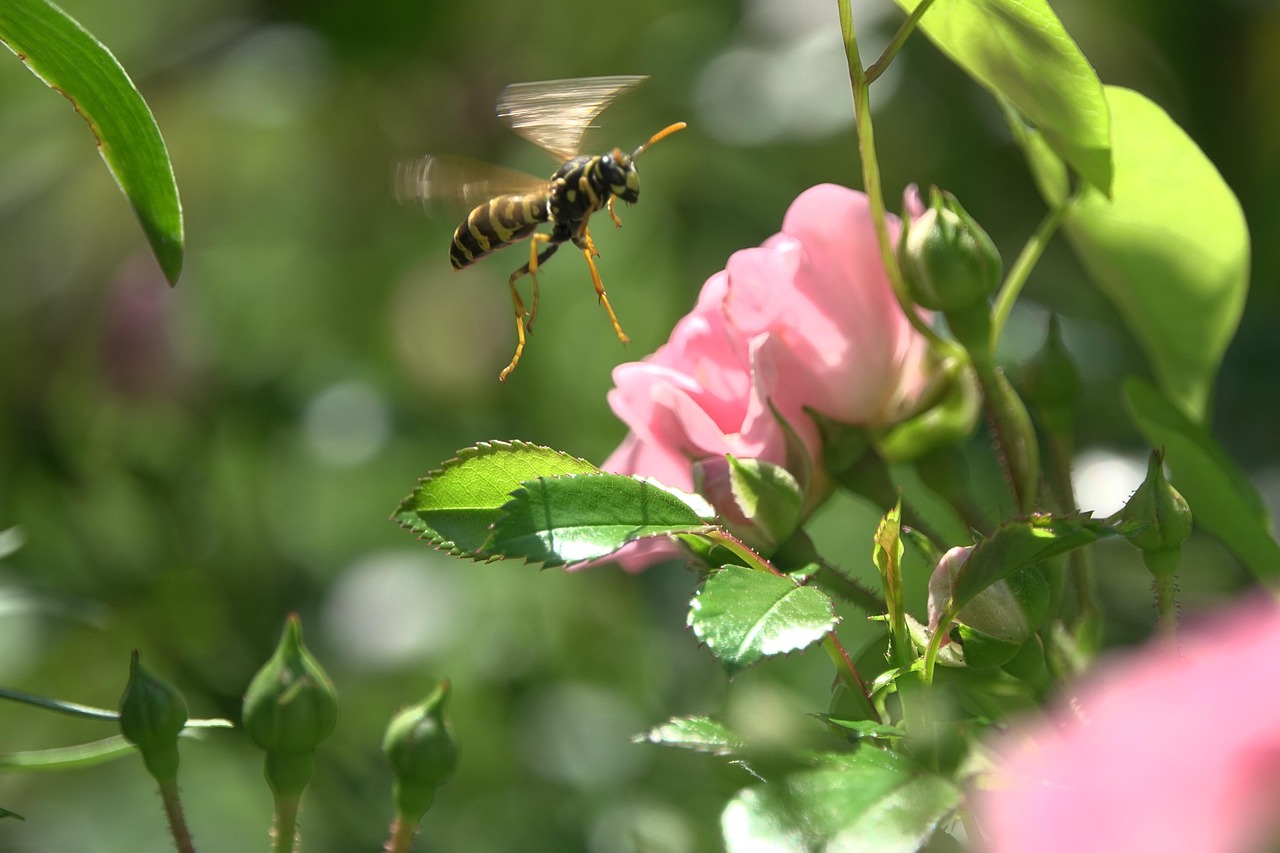 黄蜂 大黄蜂 开花 Pixabay上的免费照片 Pixabay
