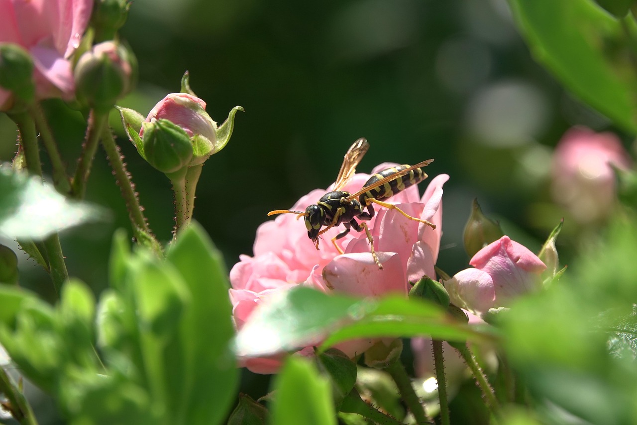 黄蜂 大黄蜂 开花 Pixabay上的免费照片 Pixabay