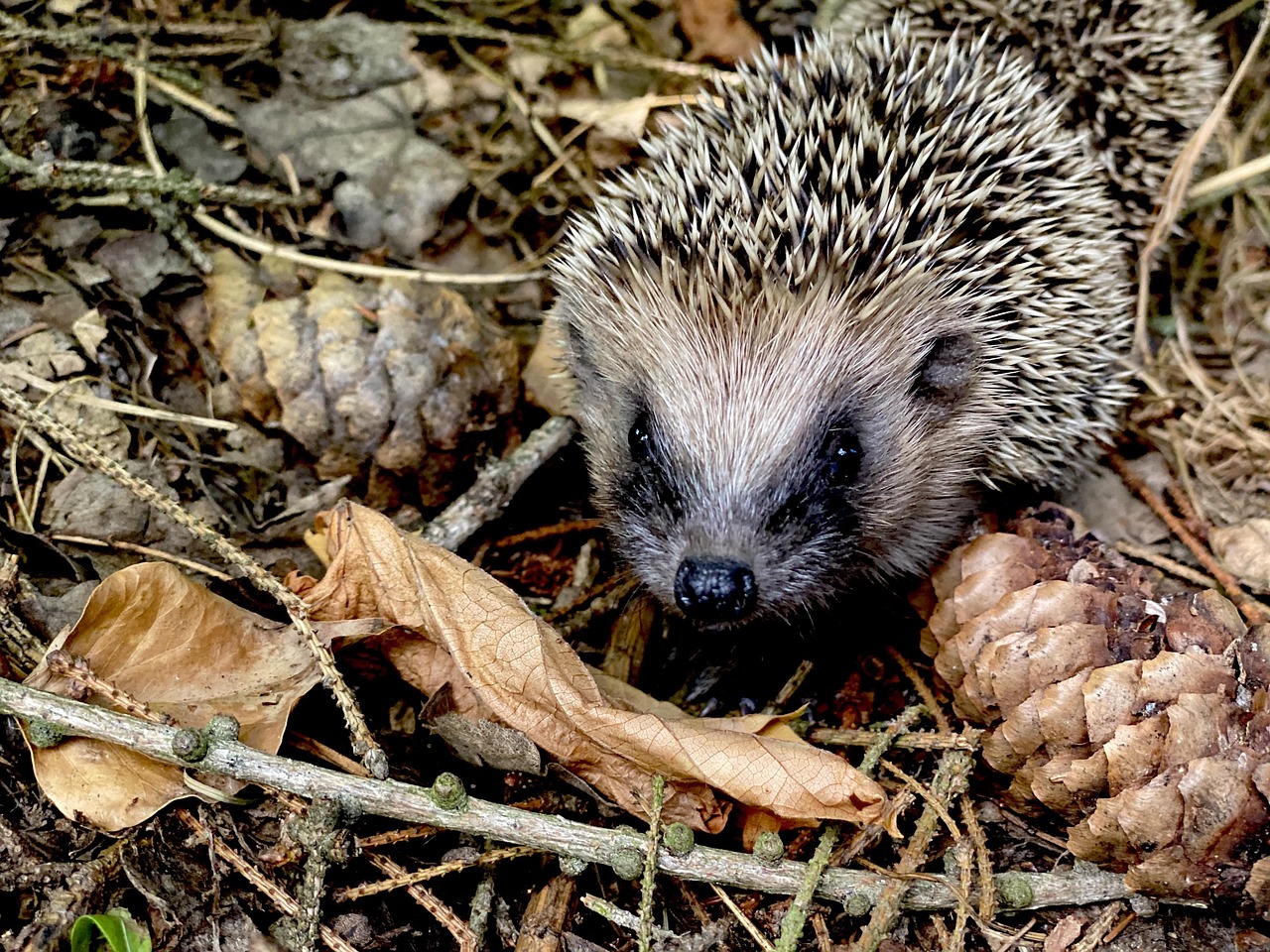 Baby-Igel Igelbaby Igelkind - Kostenloses Foto auf Pixabay - Pixabay