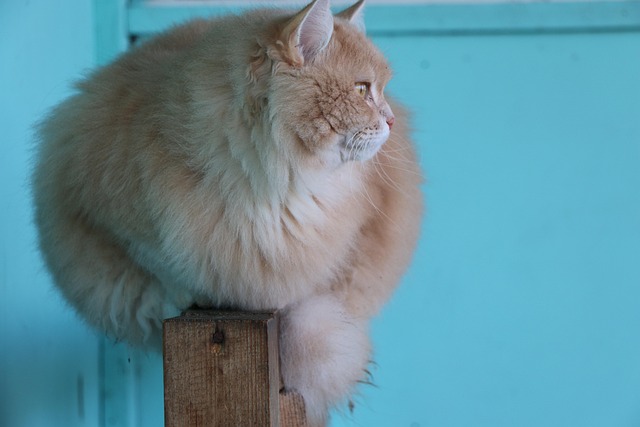 Gato Animais Amarelo - Foto gratuita no Pixabay - Pixabay