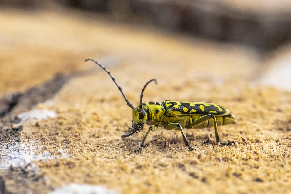 Escarabajo De Cuernos Largos - Foto gratis en Pixabay
