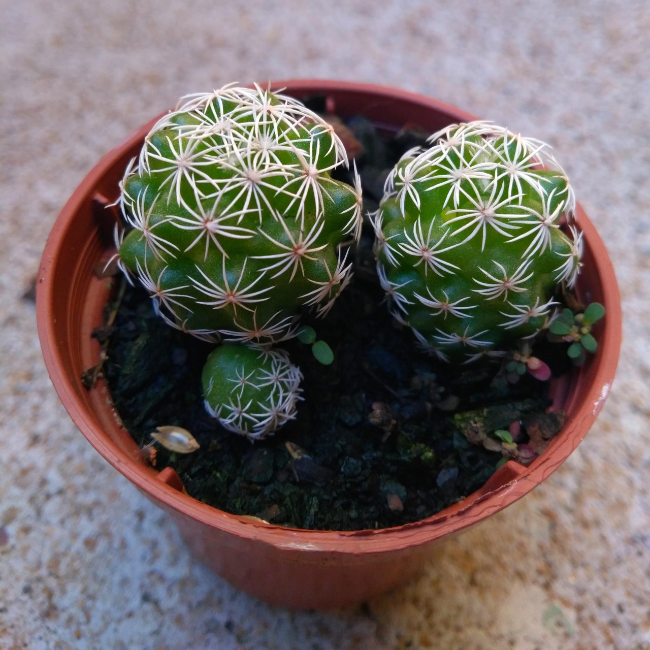 La Familia De Los Cactus - Foto gratis en Pixabay - Pixabay