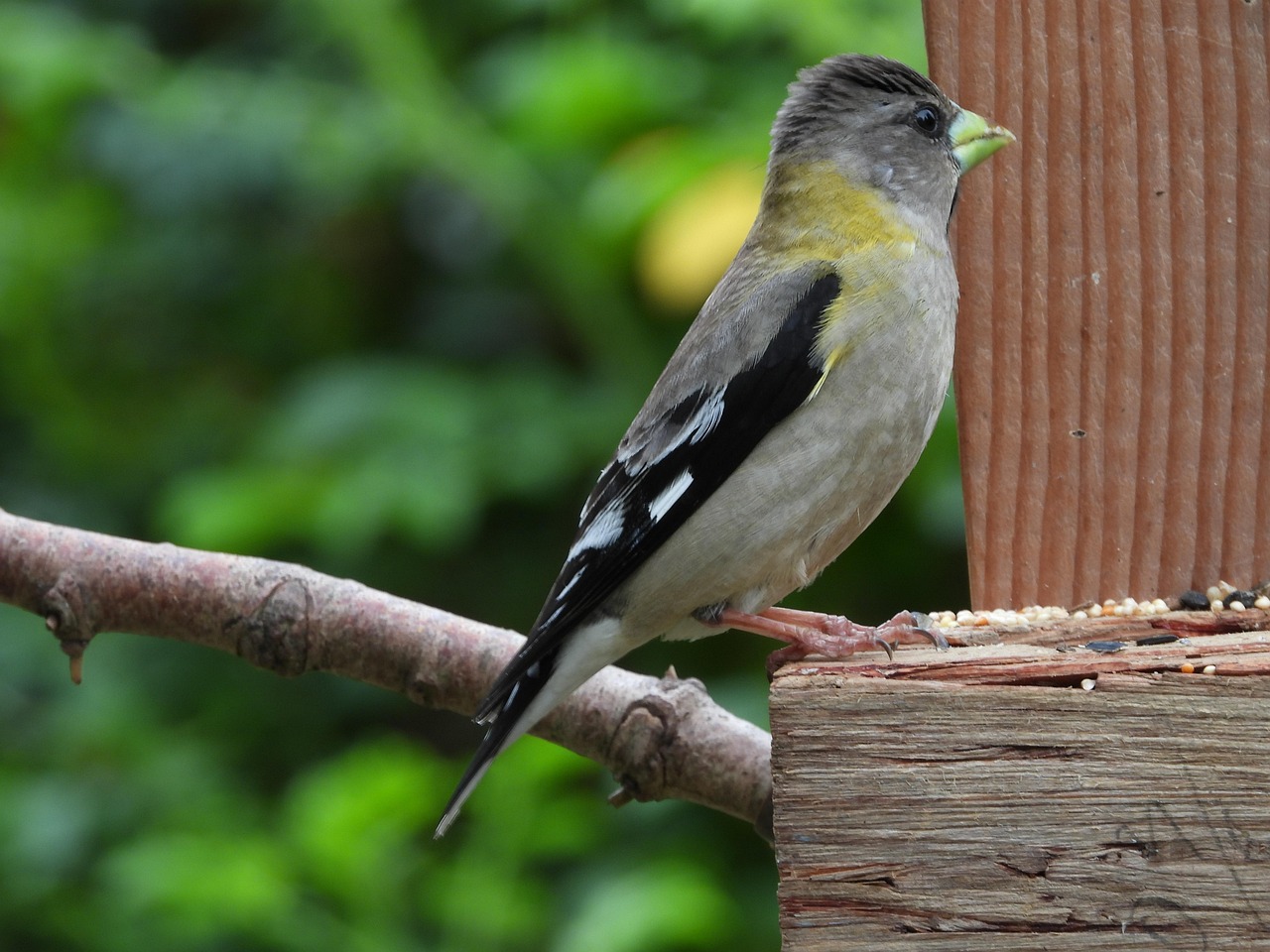 Grosbeak Evening Bird - Free photo on Pixabay