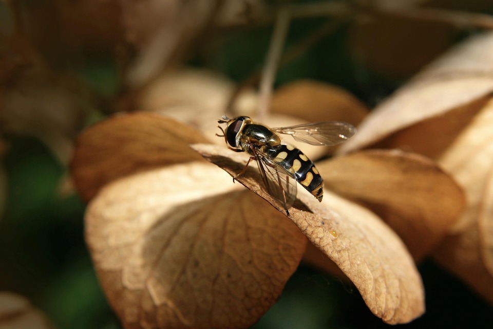 Hover Fly Insect Wing - Free photo on Pixabay - Pixabay