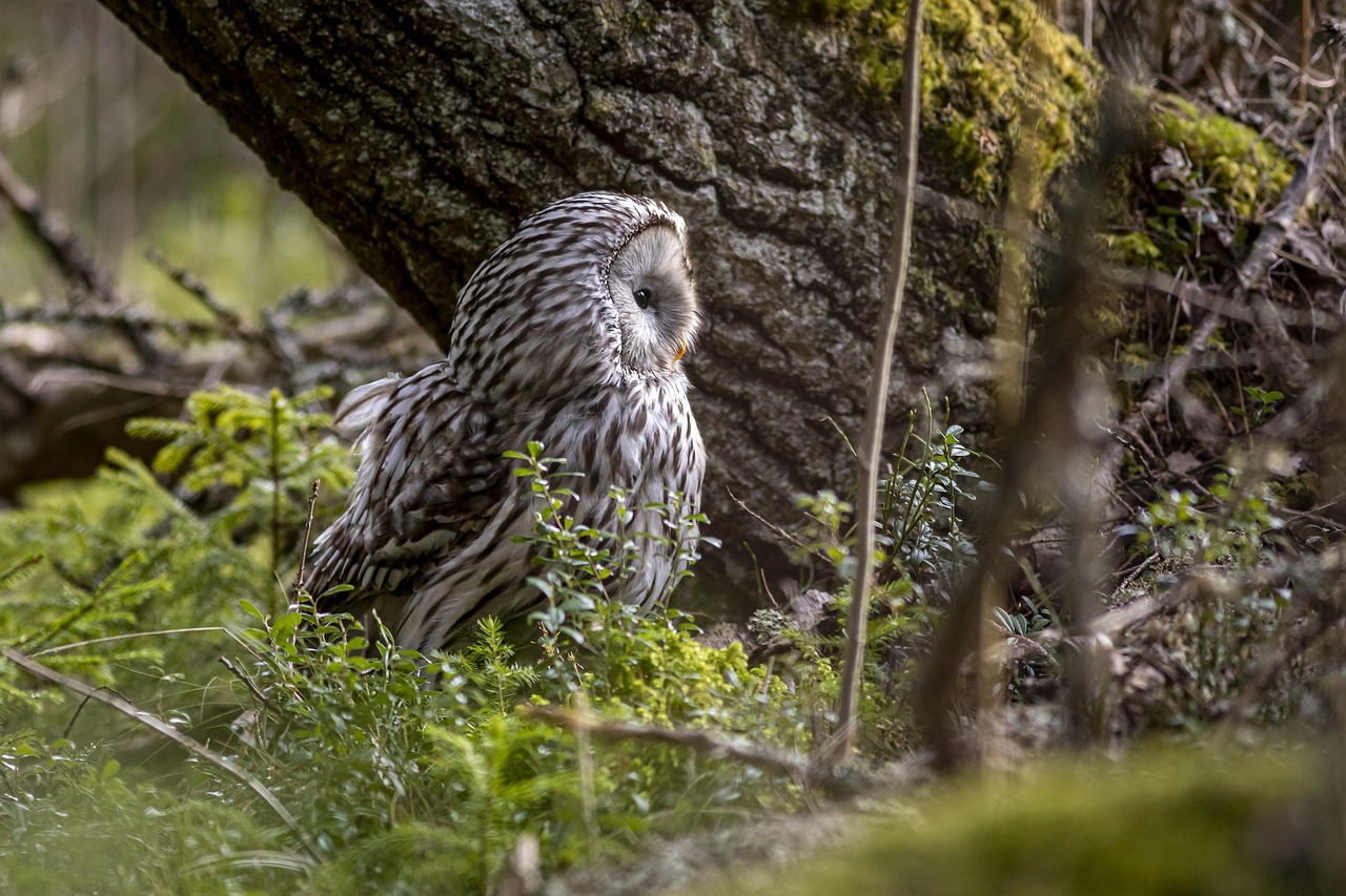 Ural Owl Strix Uralensis Bird - Free photo on Pixabay