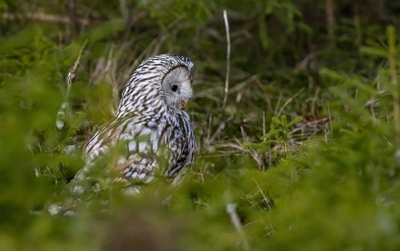 Ural Owl Strix Uralensis Bird - Free photo on Pixabay