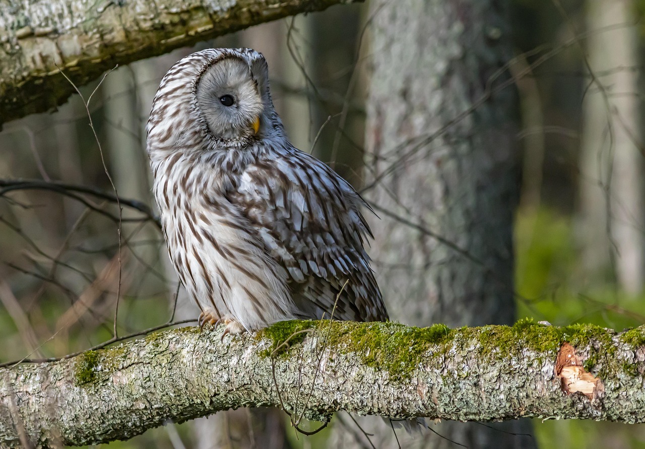 Ural Owl Strix Uralensis Bird - Free photo on Pixabay - Pixabay