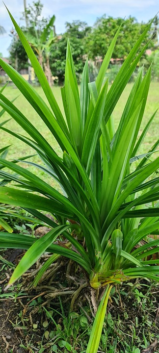 La Feuille De Pandan Parfumé - Photo gratuite sur Pixabay