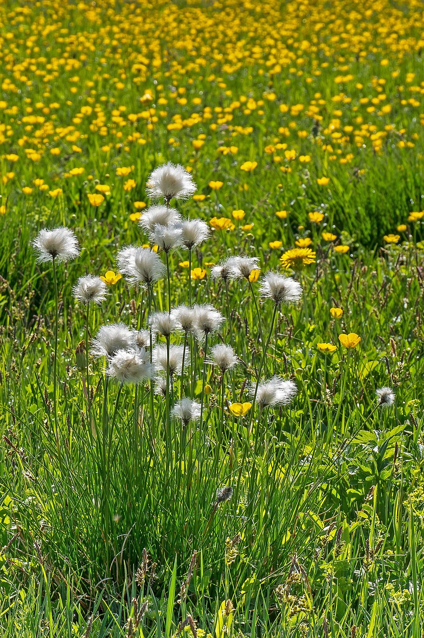 Prairie Fleur Sauvage - Photo gratuite sur Pixabay - Pixabay