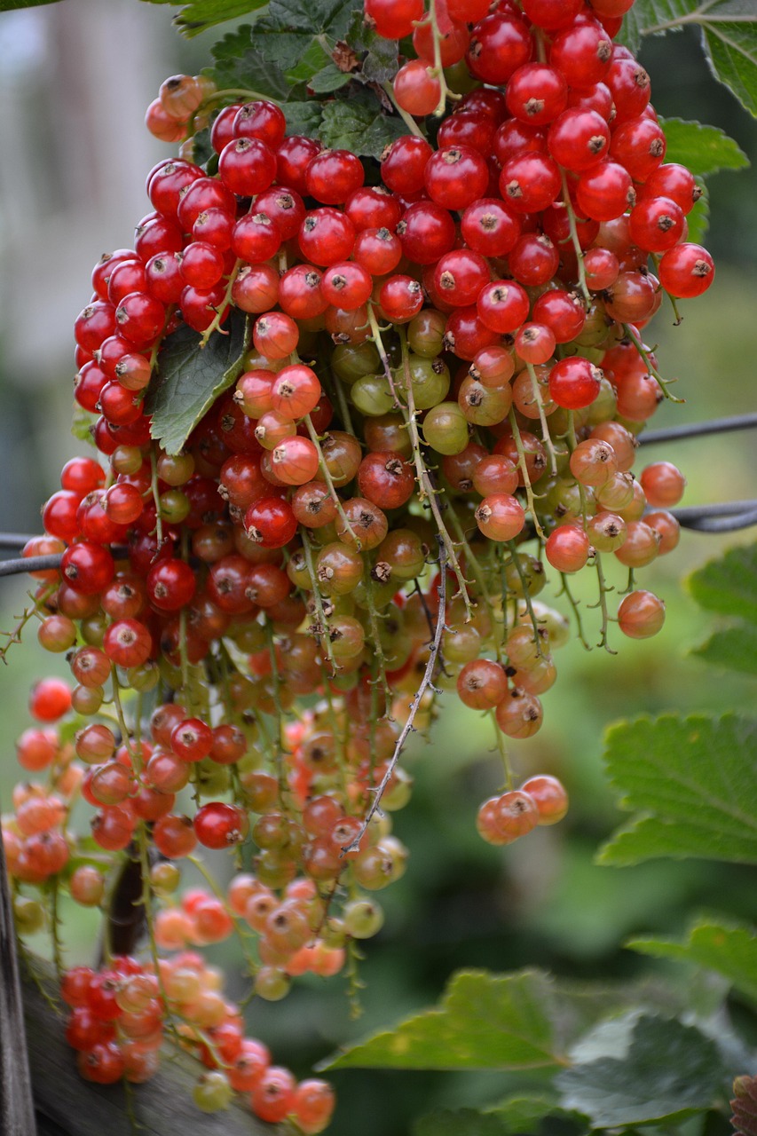 Nuevo Fruta Comida - Foto gratis en Pixabay - Pixabay