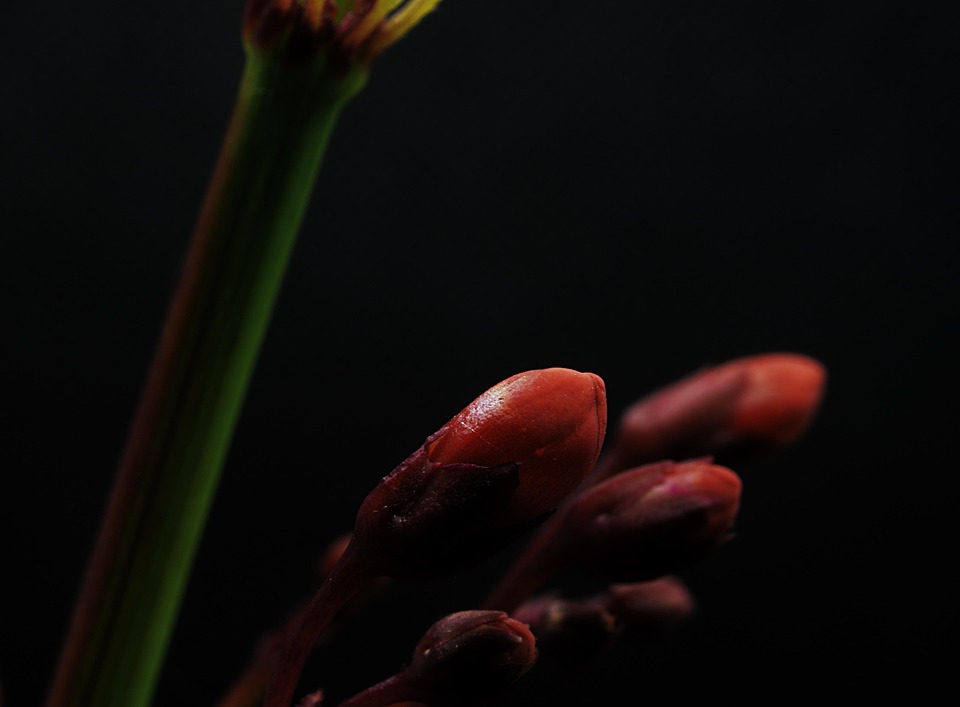 Flower Petal Stem - Free photo on Pixabay - Pixabay