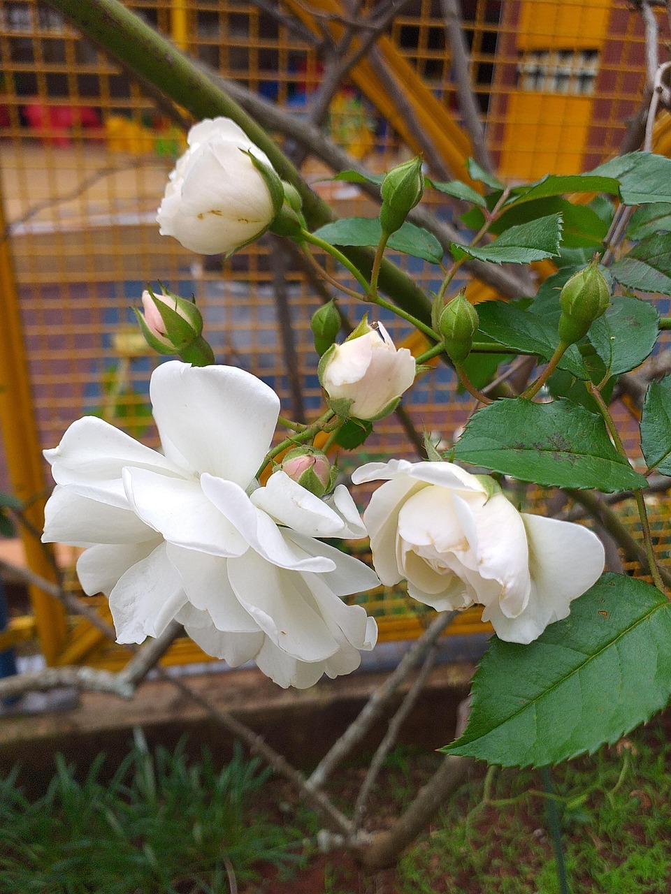 Rose Blumen Garten - Kostenloses Foto auf Pixabay - Pixabay