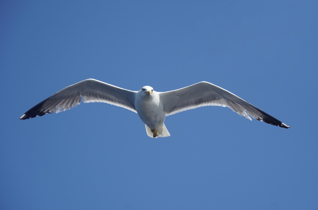 Seagull Flying Sea - Free photo on Pixabay