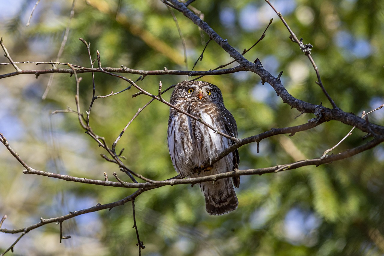 Eurasisk Pygmy Ugle Glaucidium - Gratis foto på Pixabay - Pixabay