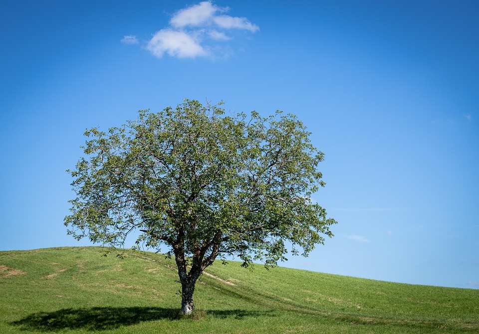 Árbol De Hoja Caduca Prado - Foto gratis en Pixabay - Pixabay