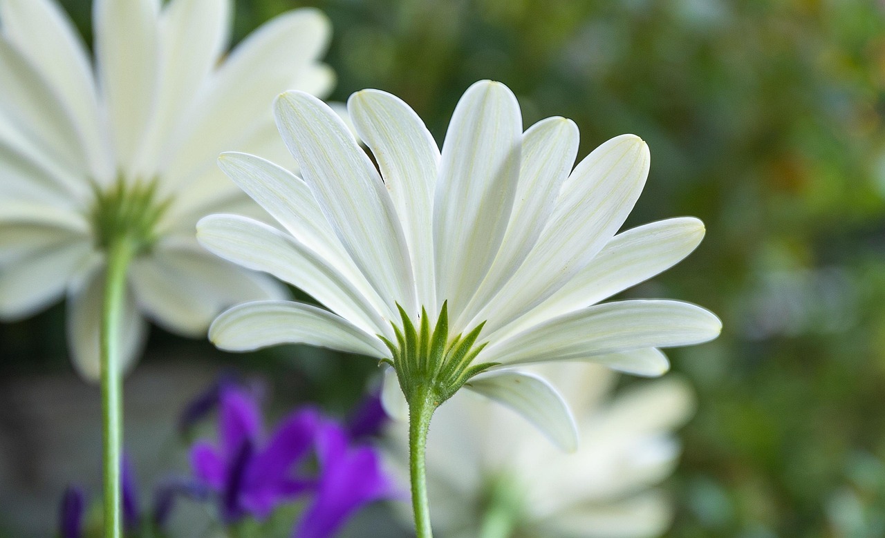 Flower Blossom Bloom - Free photo on Pixabay