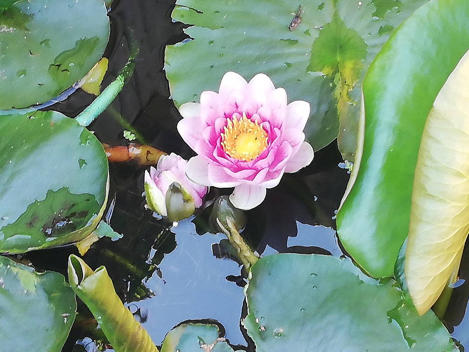 Lotus Blumen Natur - Kostenloses Foto auf Pixabay - Pixabay