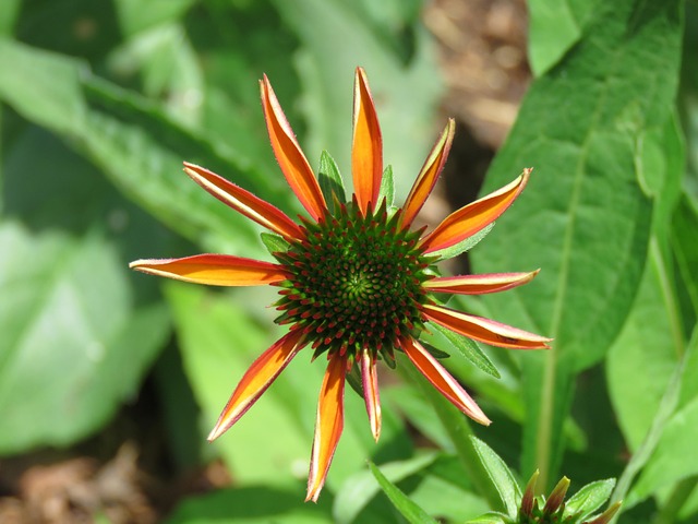 Cone Flower Nature Plant - Free photo on Pixabay - Pixabay