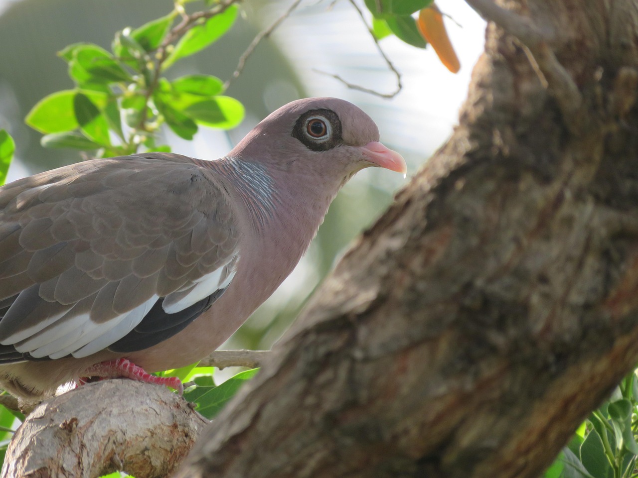 Colombe Pigeon En Deuil - Photo gratuite sur Pixabay