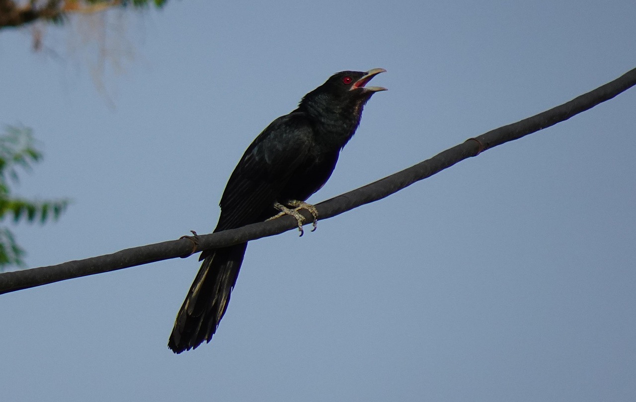 Bird Koel Songbird Eudynamys - Free photo on Pixabay - Pixabay