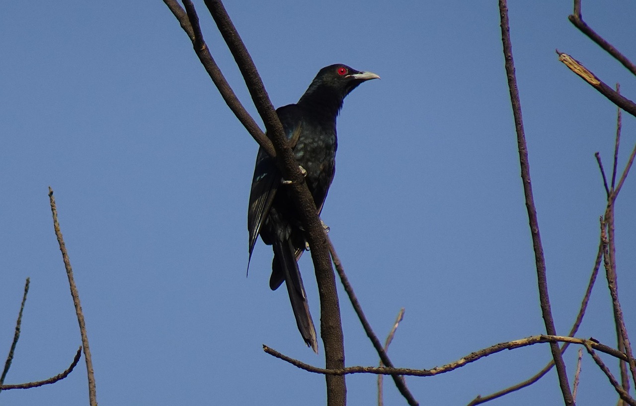 30,000+ Free Koel Bird & Bird Images - Pixabay