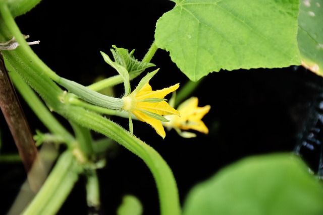 Cucumber Plant Fruit - Free photo on Pixabay - Pixabay