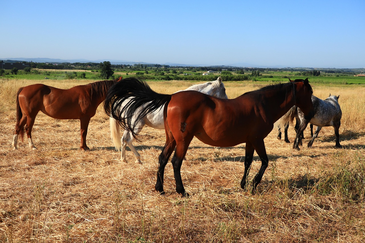 Tiere Pferde Natur - Kostenloses Foto auf Pixabay - Pixabay