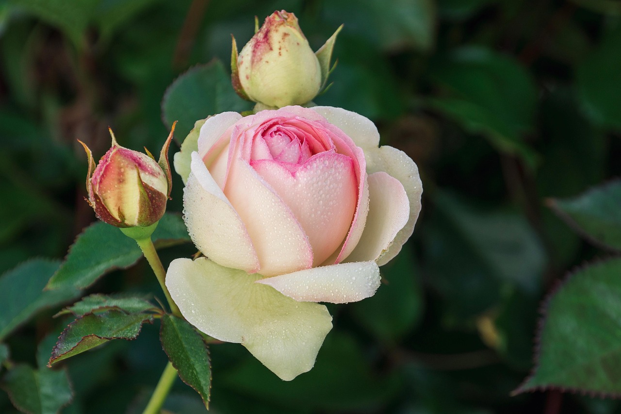 Rose Tender Drops - Free photo on Pixabay - Pixabay