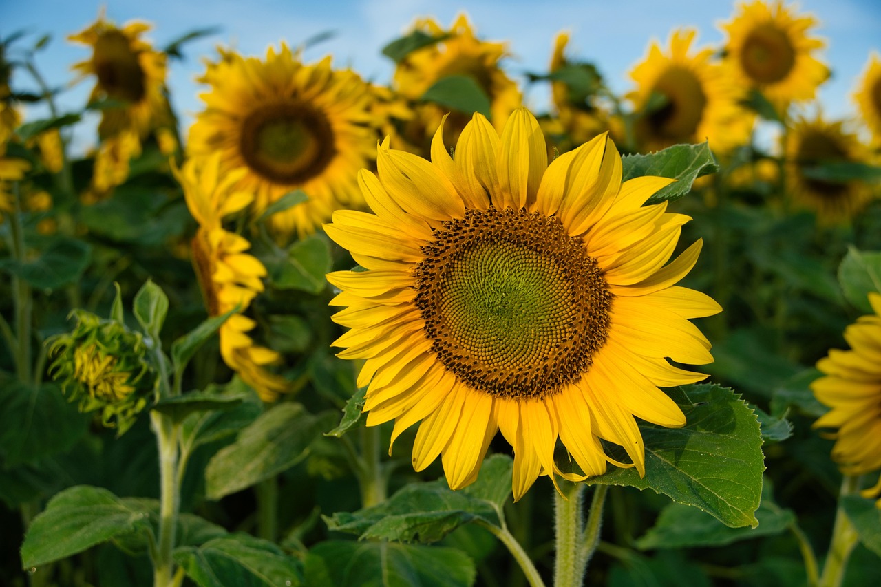 Sonnenblumen Morgenspaziergang - Kostenloses Foto auf Pixabay - Pixabay