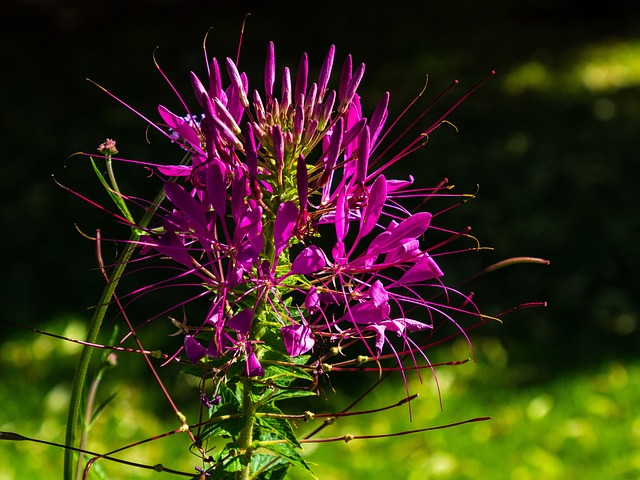 Floraison Structure Mauve - Photo gratuite sur Pixabay - Pixabay