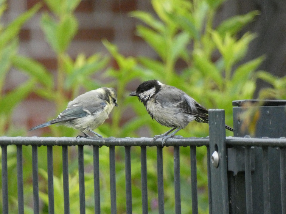 Birds Feeding Parent - Free photo on Pixabay - Pixabay