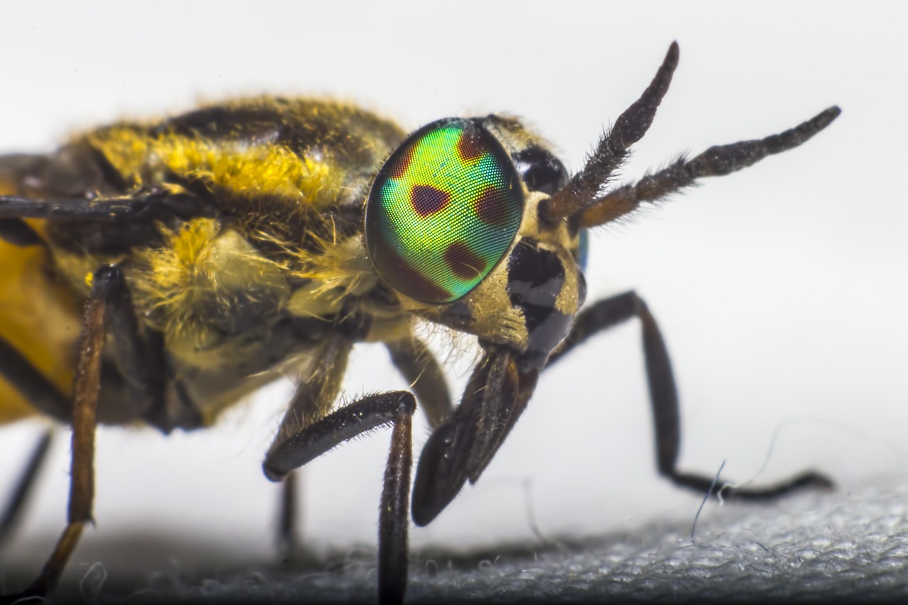 Splayed Deerfly Chrysops - Free photo on Pixabay