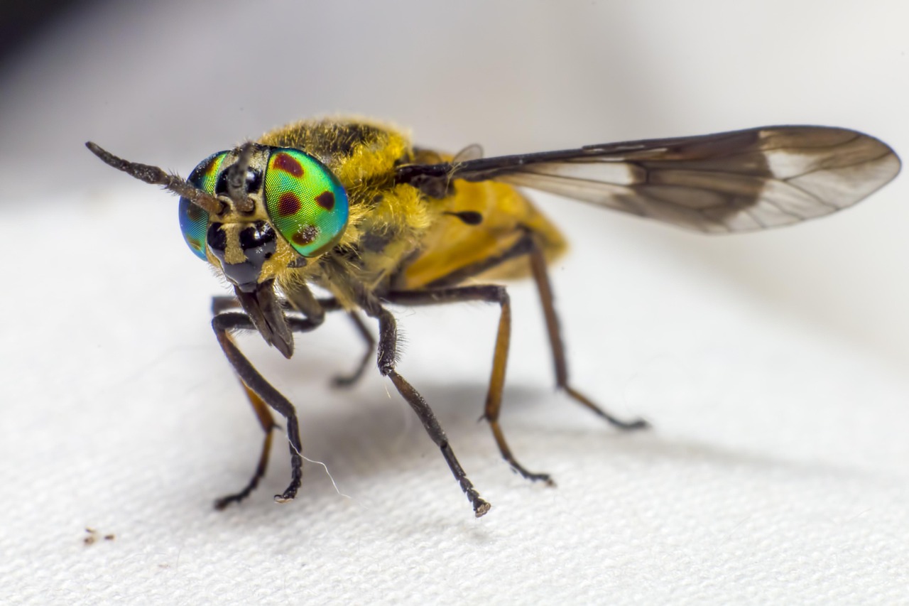Splayed Deerfly Chrysops - Free photo on Pixabay - Pixabay