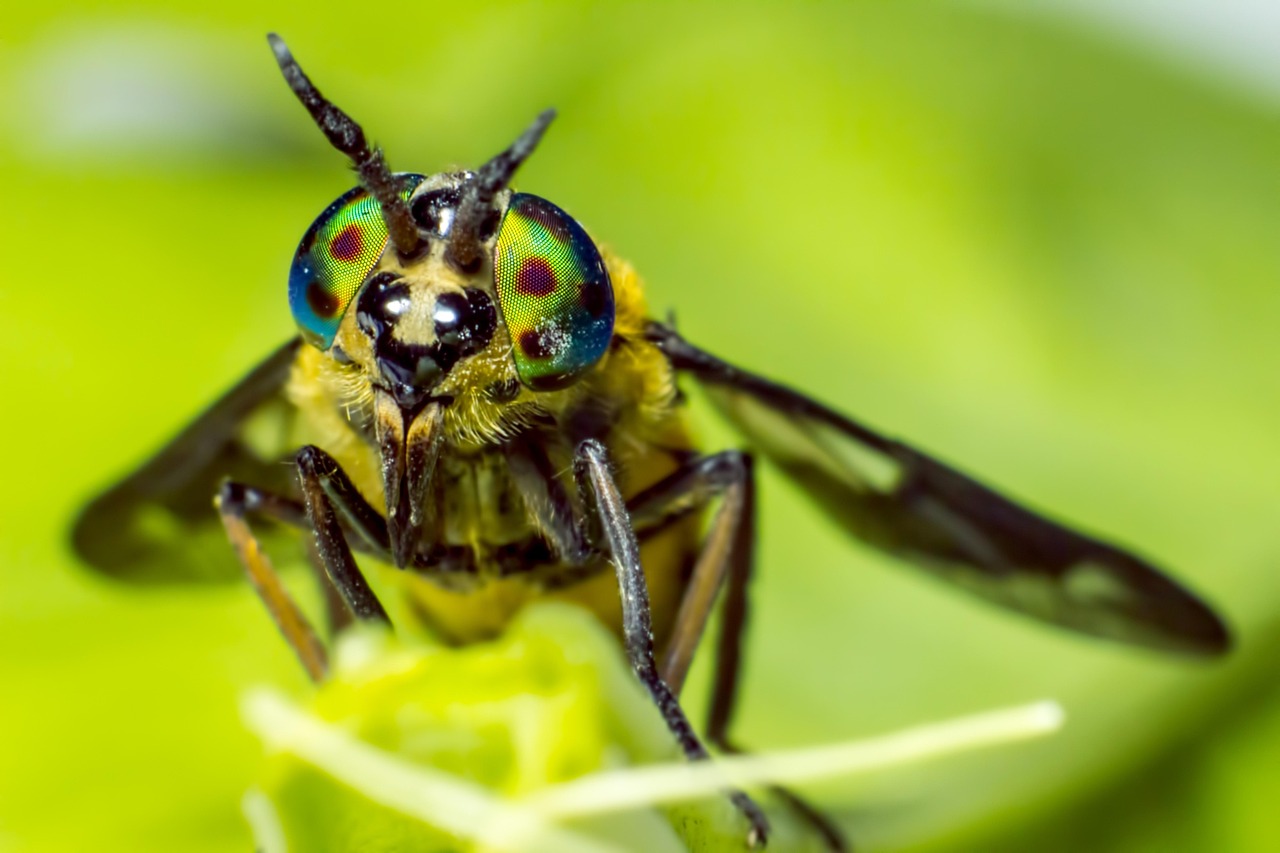 Kitekeredett Deerfly Chrysops - Ingyenes fotó a Pixabay-en - Pixabay