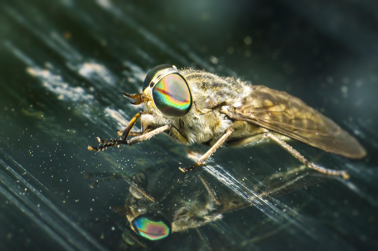 Band-Eyed Brown Horsefly Tabanus - Free photo on Pixabay