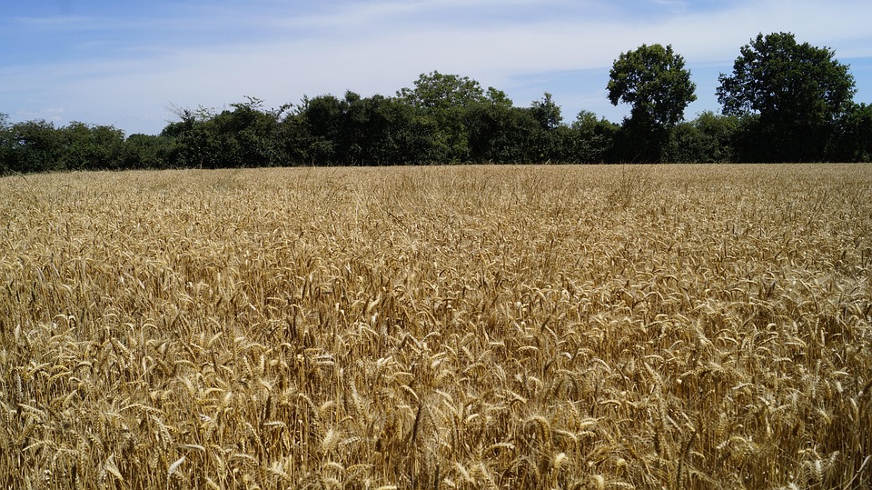 Trigo Agricultura Campo - Foto gratuita no Pixabay - Pixabay