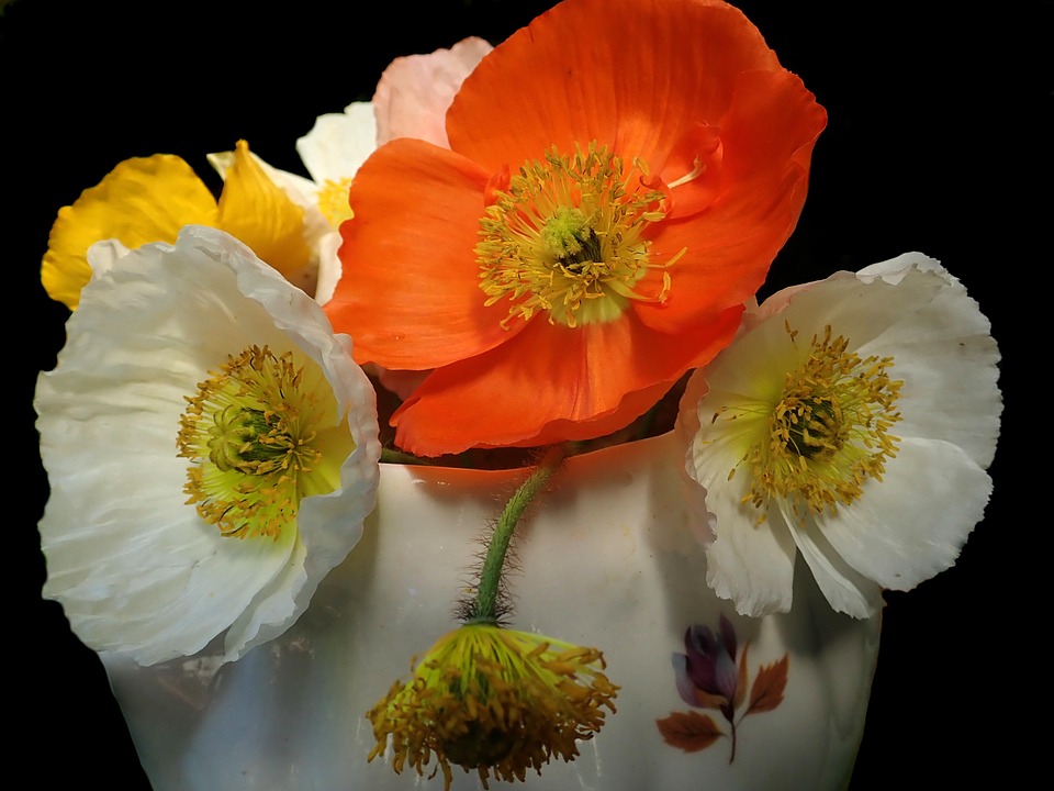 Blumen Mohnblumen Sommer - Kostenloses Foto auf Pixabay