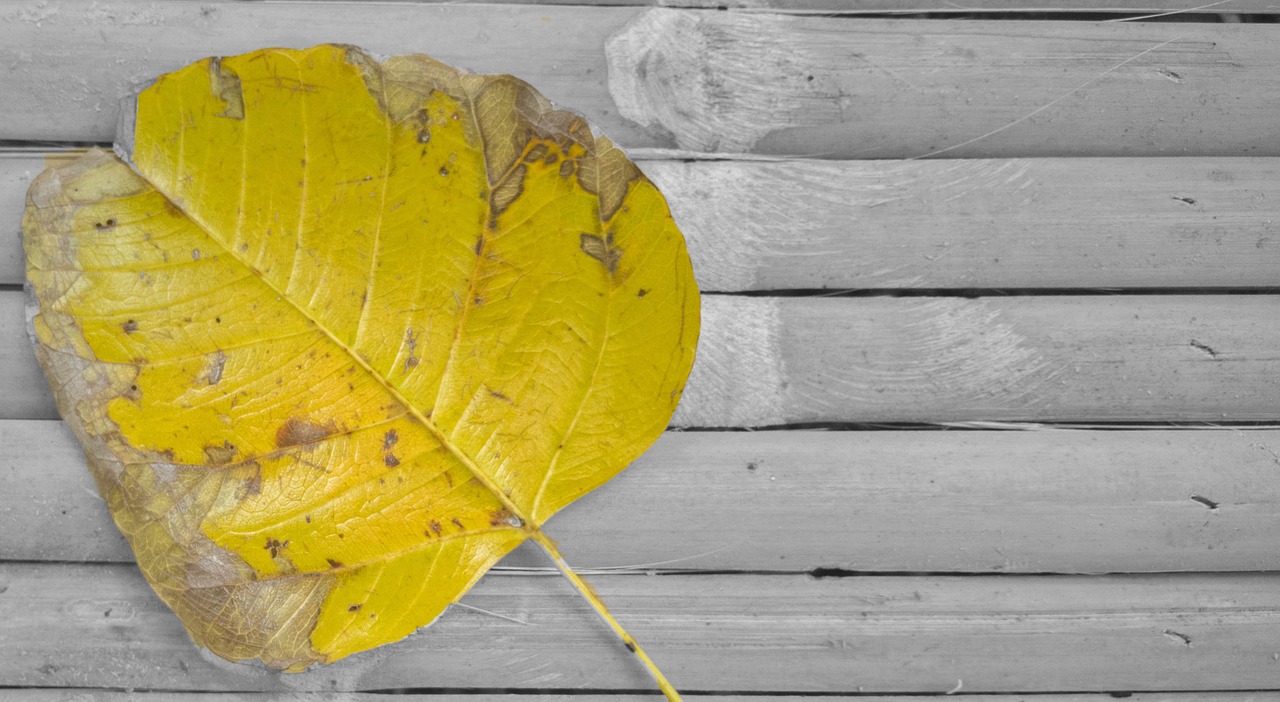 Leaf Dry Ba - Free photo on Pixabay - Pixabay