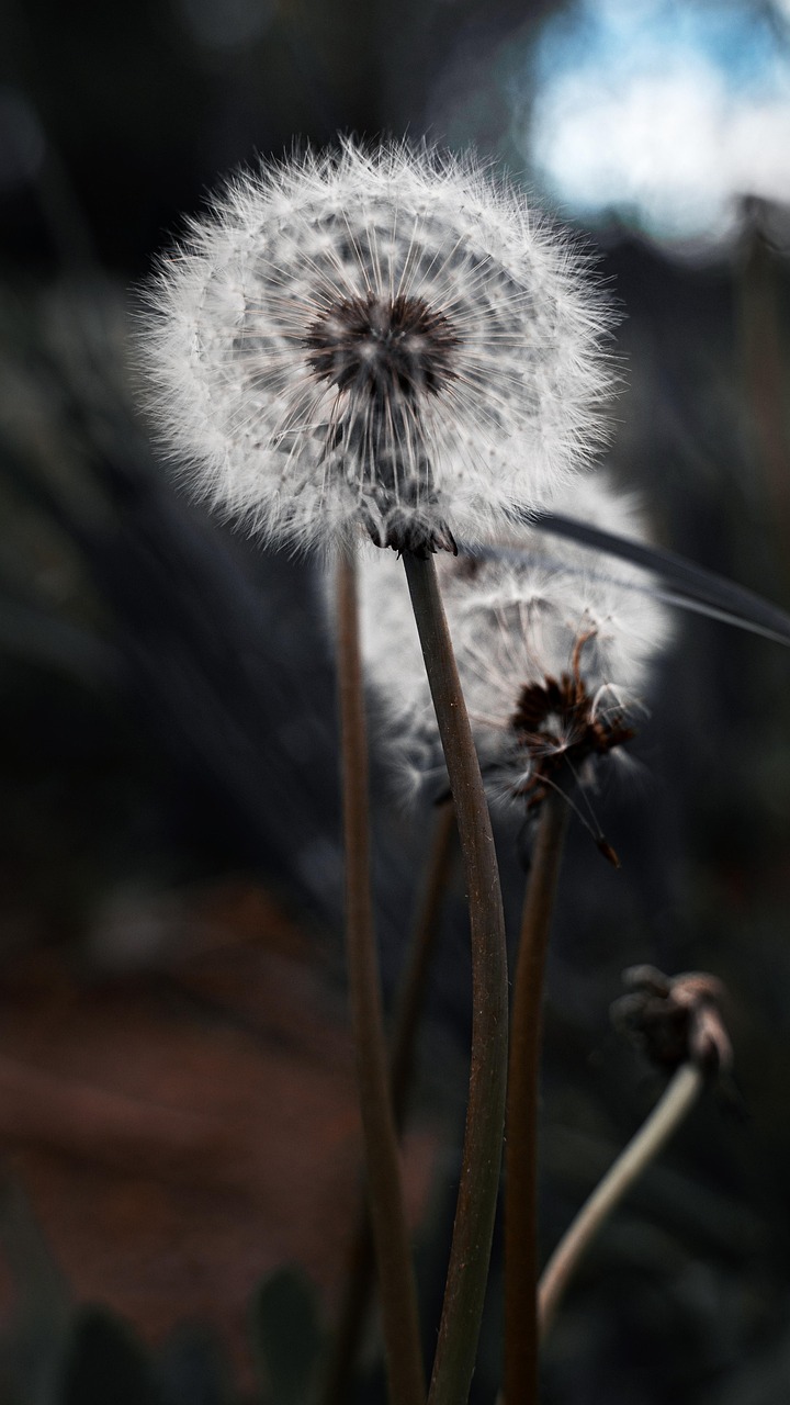 Dandelion Dark Moody - Free photo on Pixabay