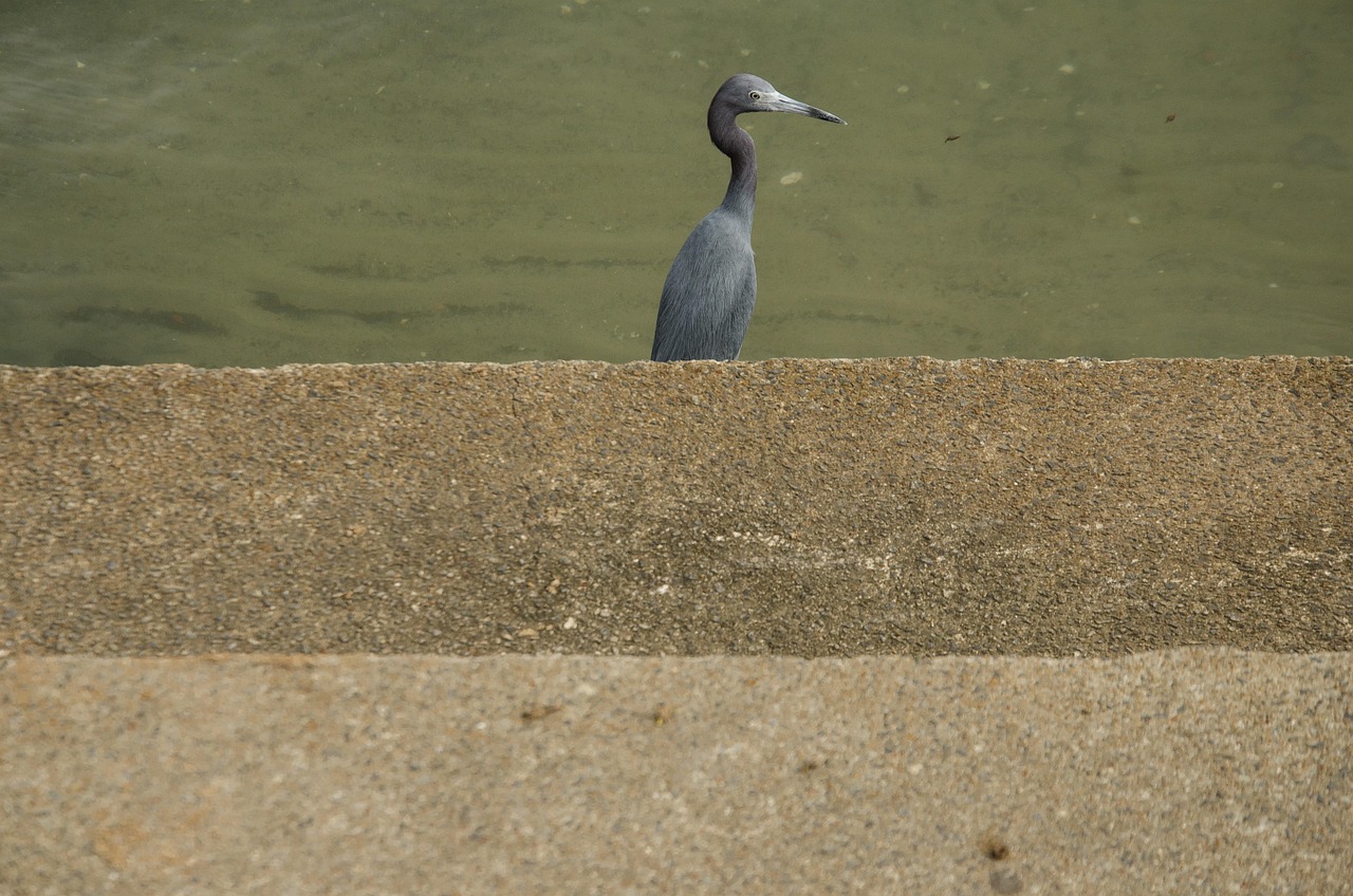 Bird Steps Water San Francisco Of - Free photo on Pixabay - Pixabay